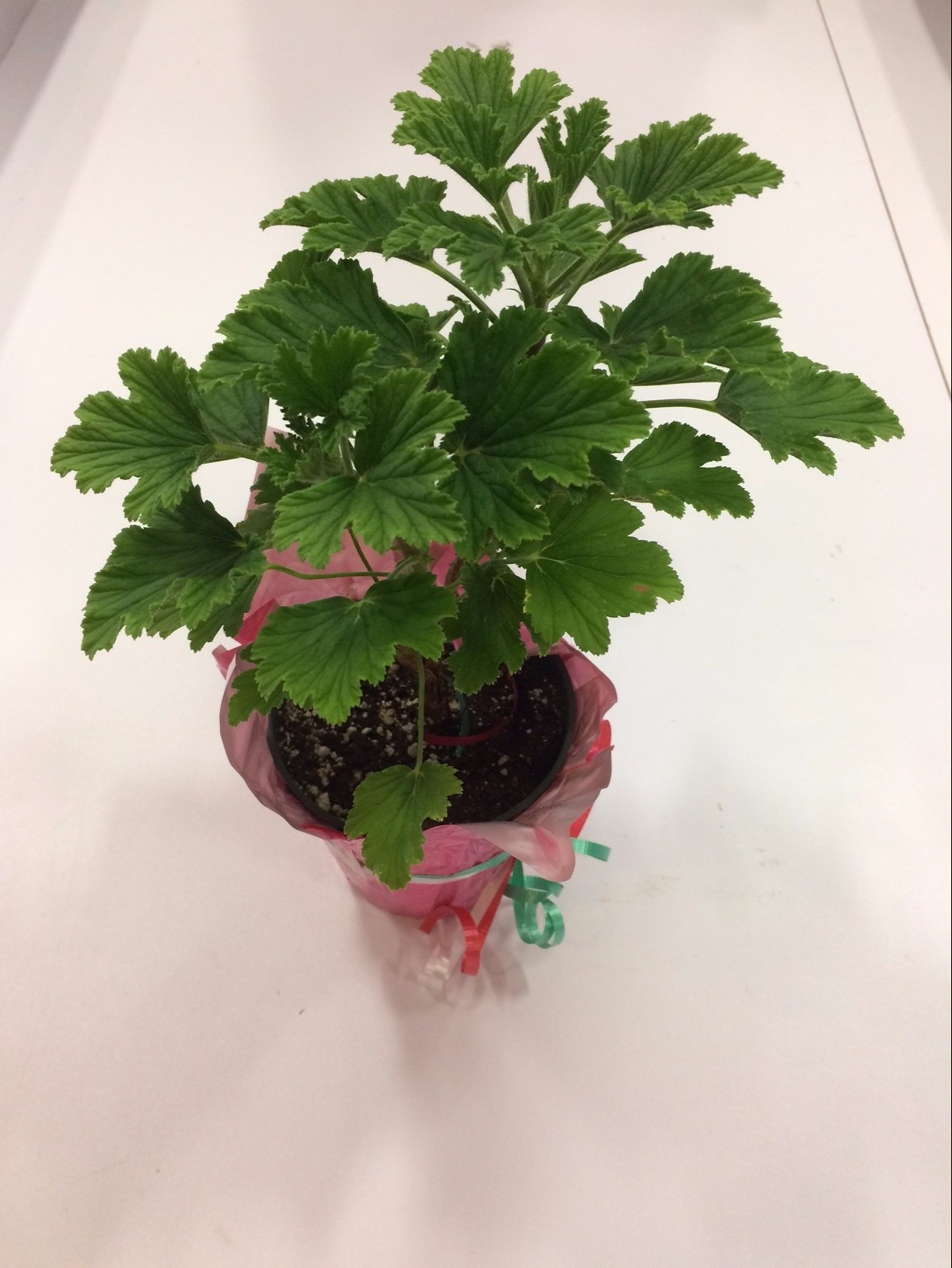 SOME INTERESTING HOLIDAY GIFT PLANTS – heirloomgardenerdotnet